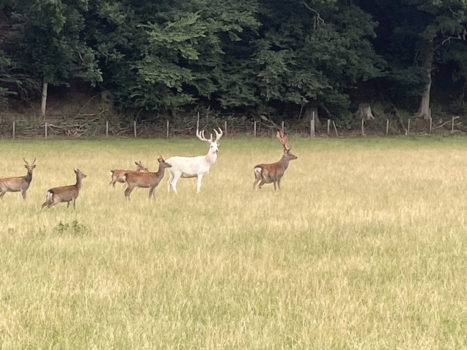 White Red Deer | Millbank Venison- white deer in Millbank herd