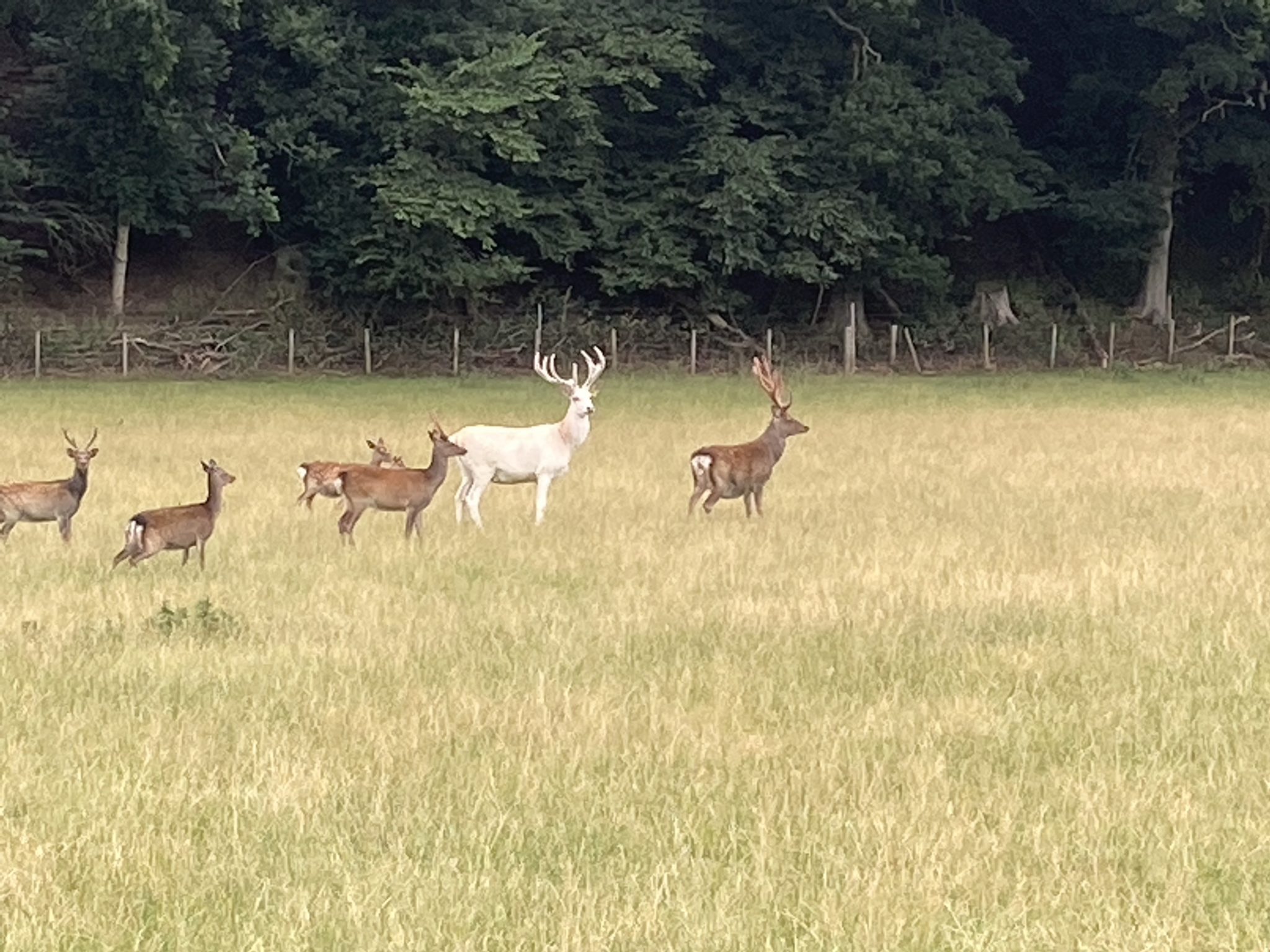 White Red Deer | Millbank Venison- white deer in Millbank herd