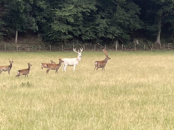 White Red Deer | Millbank Venison- white deer in Millbank herd