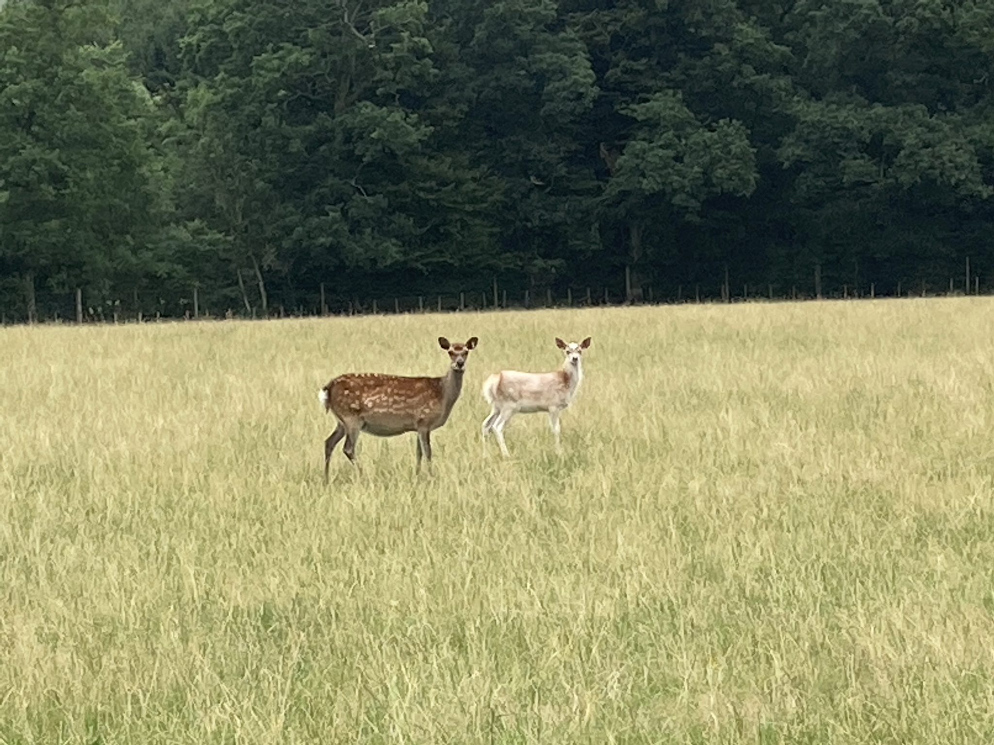White Red Deer | Millbank Venison- white deer in Millbank herd