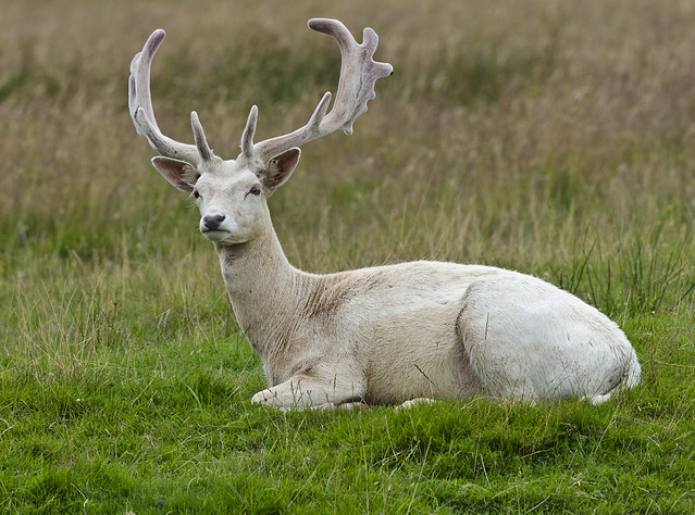 White Red Deer | Millbank Venison- white deer in Millbank herd